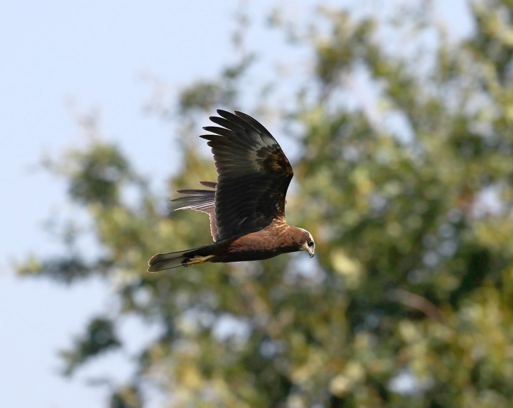 Marsh-Harrier-gt - Lavell's Wetland Trust