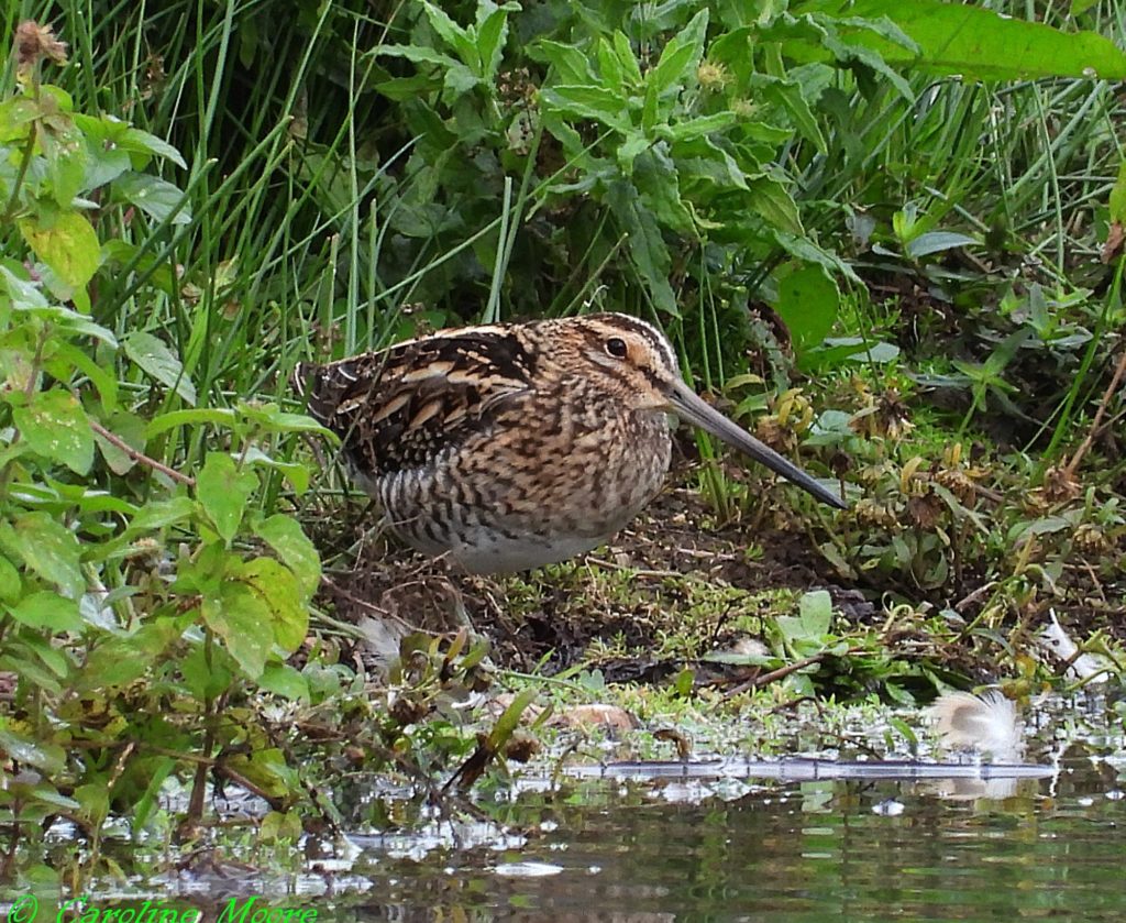 Snipe-cm - Lavell's Wetland Trust
