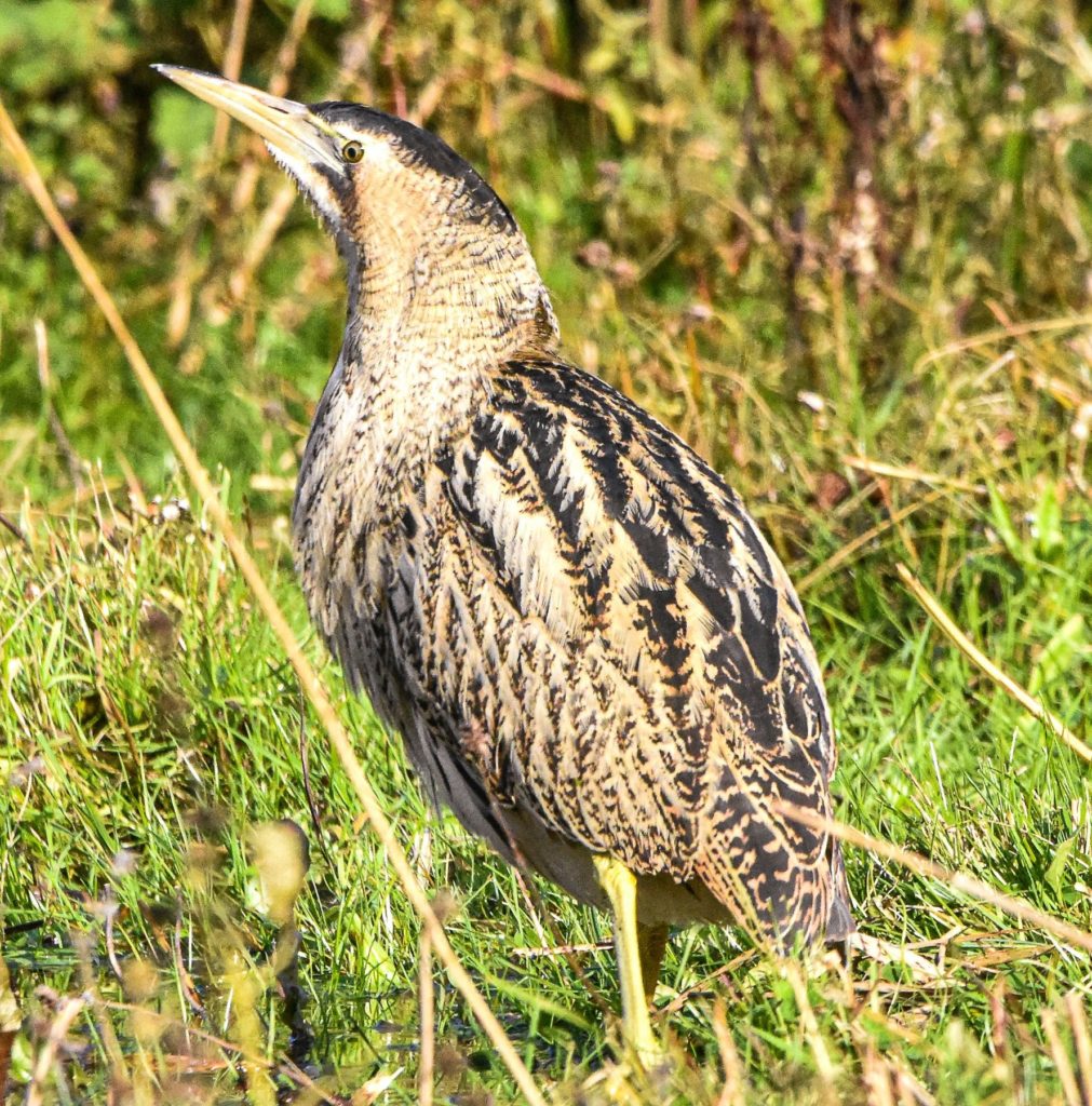 Bittern-ml - Lavell's Wetland Trust