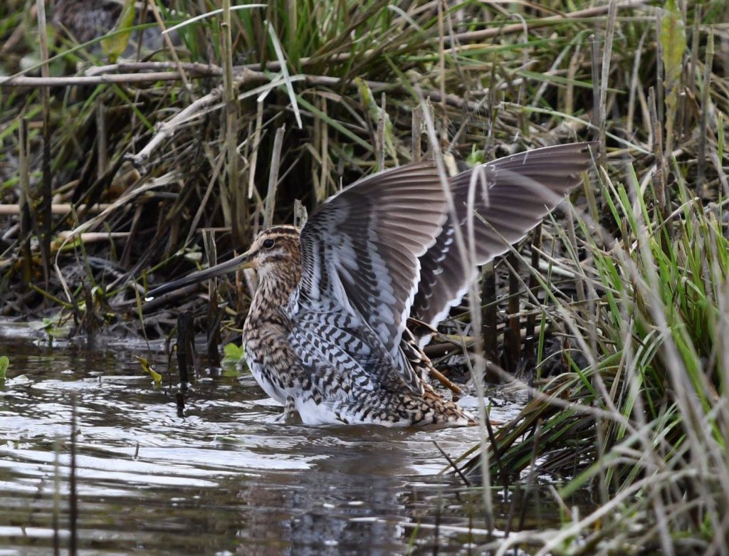 Snipe-ac - Lavell's Wetland Trust