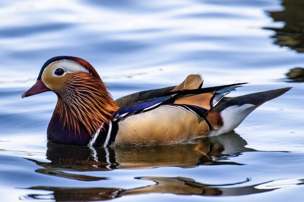 Mandarin-Duck-Drake - Lavell's Wetland Trust