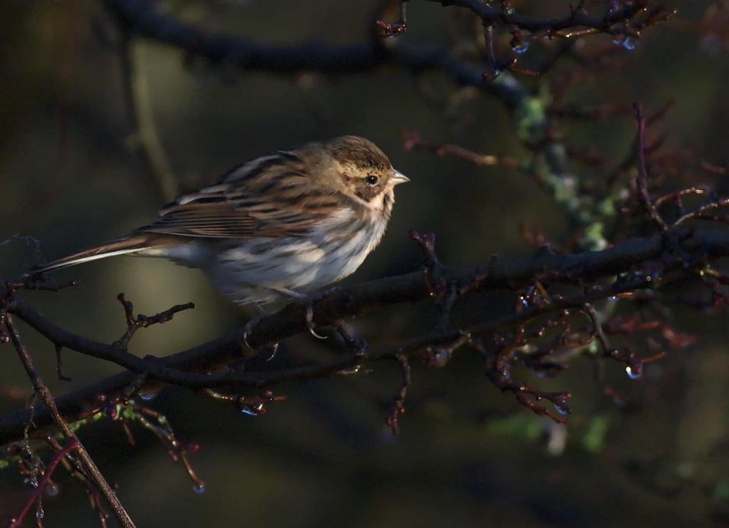Female-Reed-Bunting-ps - Lavell's Wetland Trust