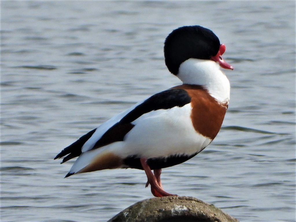 Male-Shelduck-ge - Lavell's Wetland Trust